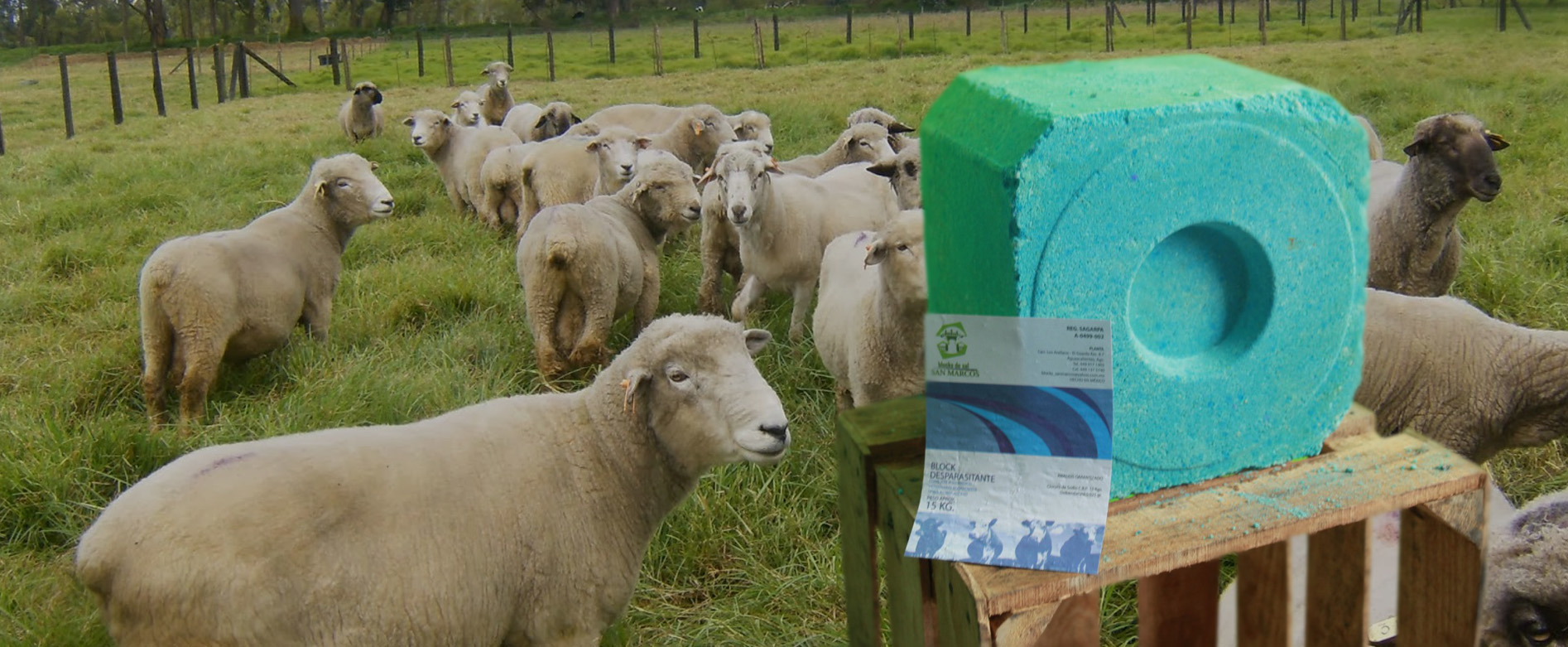 Blocks de Sal San Marcos | Nutrición Sólida | Blocks San Marcos ...